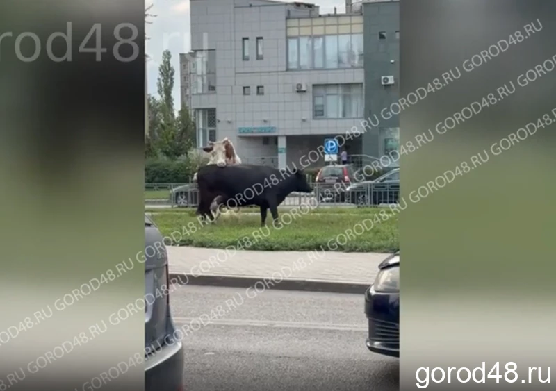 По проспекту Победы прогуливается пара коров